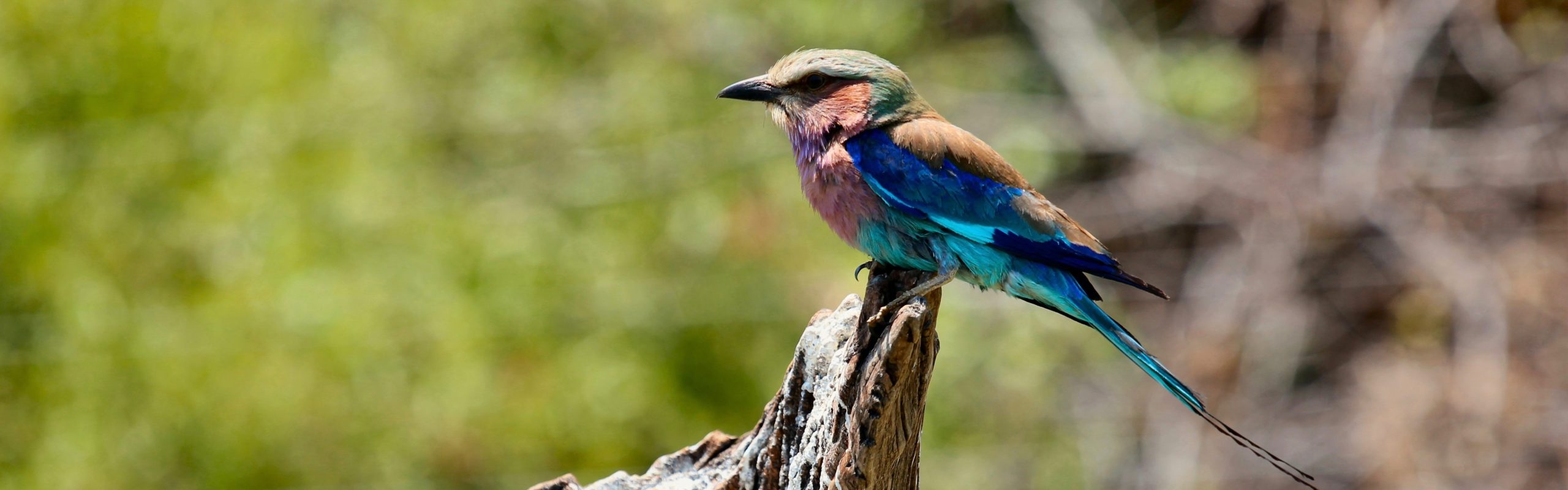 IIC Partners Appoints 5 New Practice Leaders - IIC Partners